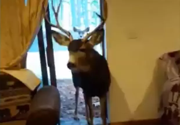 Foto №1 - Família de Colorado coberto casas uma mesa festiva para veado selvagem (vídeo)