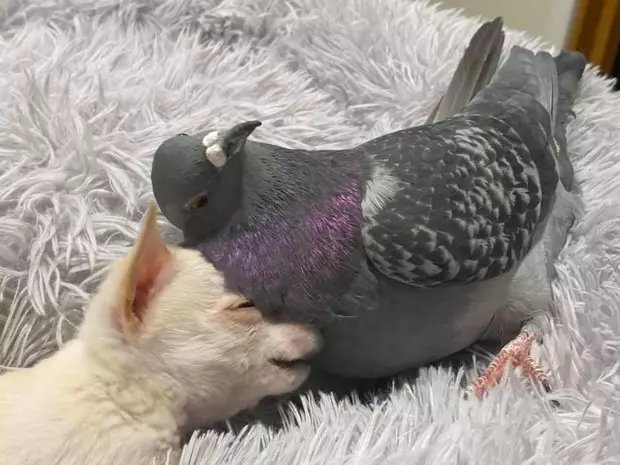 Foto №2 - en Novjorko, Herman's Pigeon amikiĝis kun pacientoj kun Chihuahua, kaj ĉi tiuj kadroj aspektas kiel Valentine (foto kaj video)