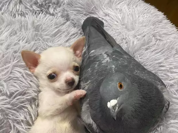 Foto 3 - në New York Pigeon Herman u bë miq me Chihuahua të sëmurë, dhe këto korniza duken si Shën Valentinit (foto dhe video)