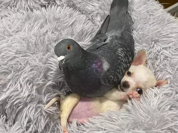 Foto №4 - në Nju Jork, Pigeon Herman u bë miq me Chihuahua të sëmurë, dhe këto korniza duken si Shën Valentinit (foto dhe video)