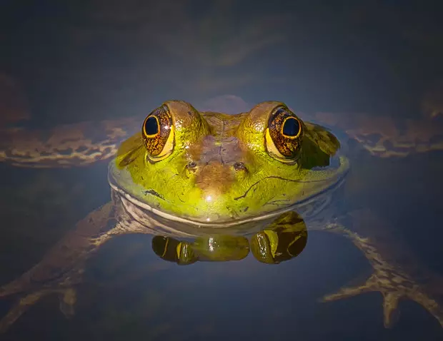 Foto №5 - Fotógrafo por horas esperó a los animales para una serie de fotos, en las que se parecen a ti directamente en los ojos.