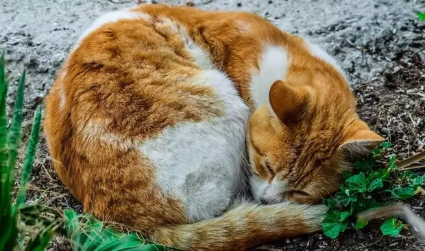 Foto numero 1 - Cosa significa la postura, in cui il tuo gatto dorme (7 POS)