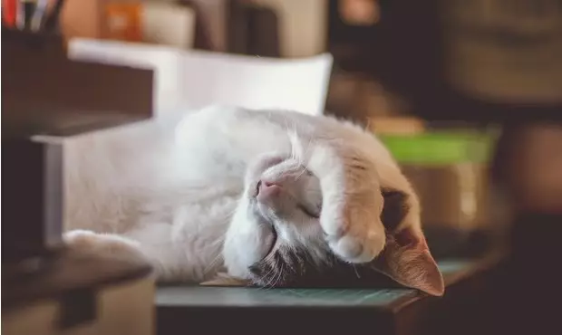 Foto número 6 - O que significa a postura, na qual seu gato dorme (7 pos)