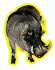 Warthog kanthi jeneng Phuchochochoerus Funtik