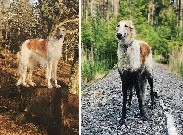 30 foto's dy't de perfekte kompatibiliteit bewize fan hûnen en smoarge puddels 145059_14