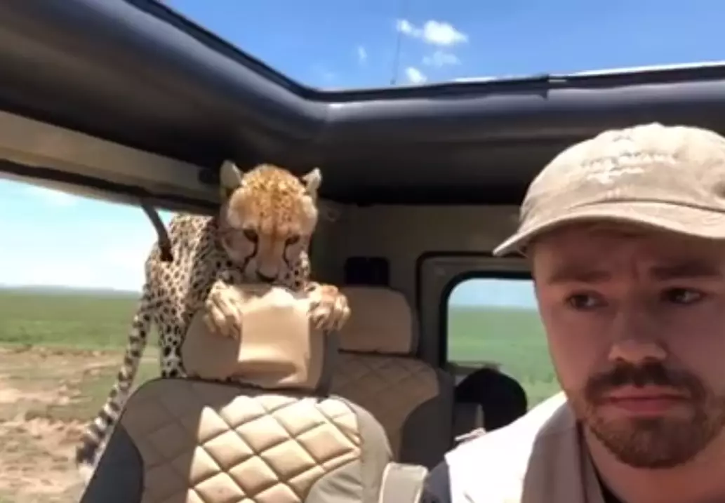 Cheetah- ը Safari- ի ընթացքում ցատկեց մեքենայի մեջ: Վայրի տեսանյութ