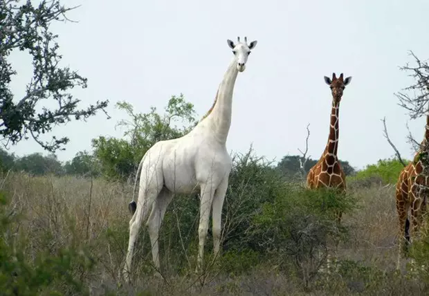 Photo №1 - In Kenia töteten Wilderer den letzten weißen Girrafihu mit einem Jungen