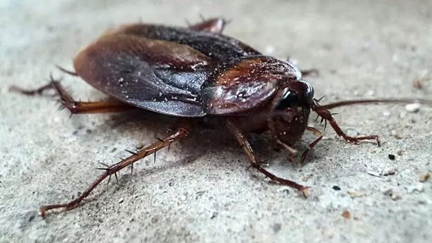 Najviac neporaziteľný šváb na svete