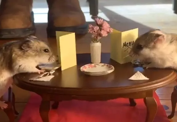 Photo №1 - in Tiktok wurde ein Viralkonto über zwei Hamster, die sich wie Menschen verhalten (Video)