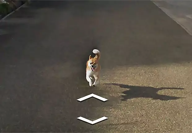 Pes je zasledoval Google Car in vztrajno pokvarjene slike