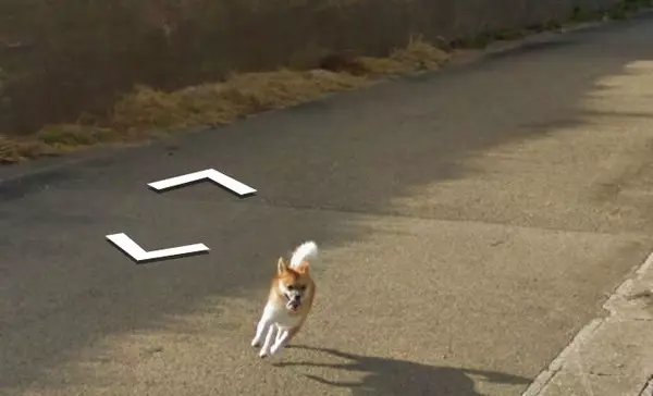 Il cane ha perseguito un'auto di Google e le immagini persistentemente viziate 14747_10