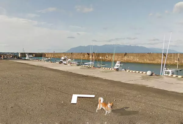 Il cane ha perseguito un'auto di Google e le immagini persistentemente viziate 14747_12