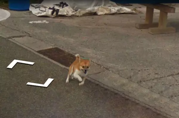 Il cane ha perseguito un'auto di Google e le immagini persistentemente viziate 14747_6