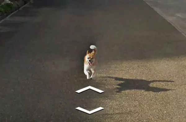 De hond volgde een Google-auto en voldadige verpakkingen 14747_8