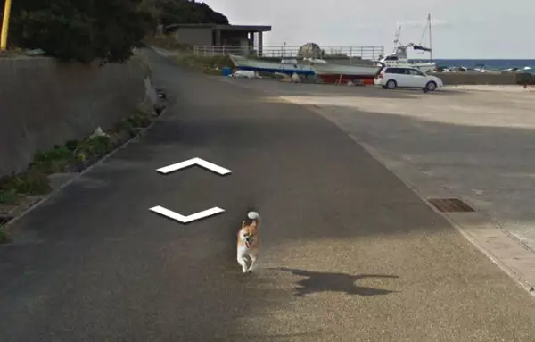 Il cane ha perseguito un'auto di Google e le immagini persistentemente viziate 14747_9