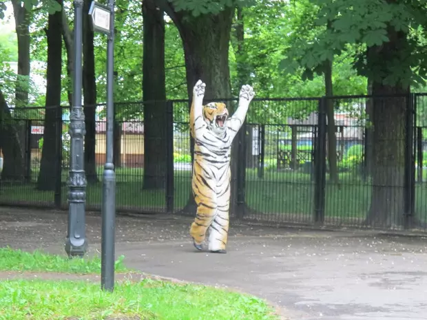Foto №1 - Melting Video! Os exercícios para pegar o tigre que escapou do tigre no zoológico!