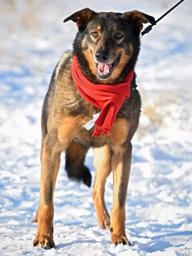 写真№4 - 検疫上のコトピン：猫のクリスマスツリーと犬マルセイユは彼らの所有者を待っています