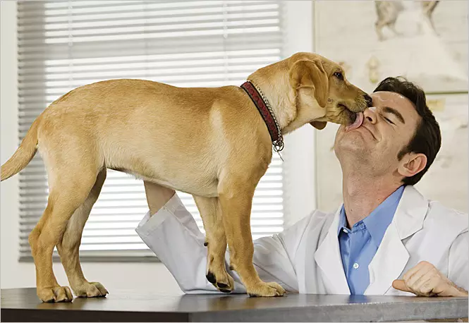 Is it true that the dog saliva heals the wounds?