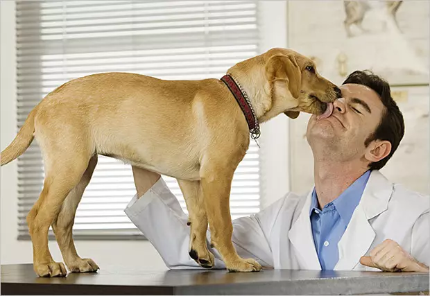 Photo №1 - Is it true that the dog saliva heals the wounds?