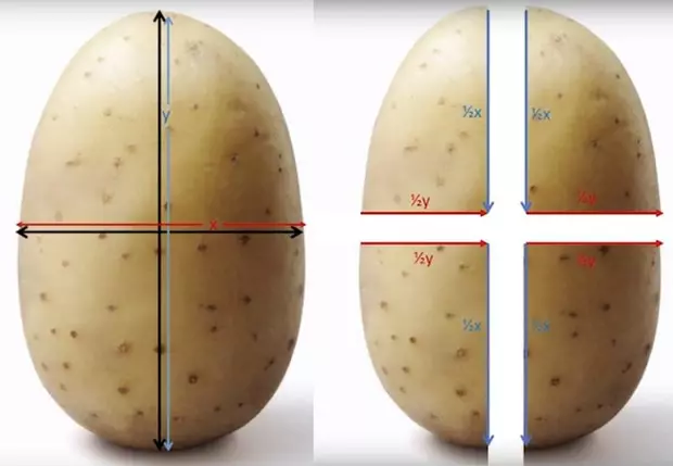 Foto číslo 1 - Ako rezať zemiaky, aby ste získali ideálnu chrumkavú kôru (matematická metóda)