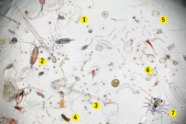 Fotoğraf №1 - Mikroskoba bakarsanız, deniz suyunda nelerdir?