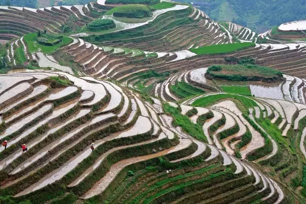 Foto №1 - Os chineses levantaron arroz no deserto árabe, regándolle con auga de mar