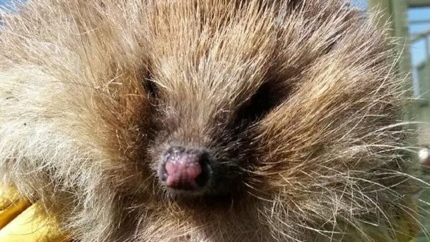 Foto nummer 3 - Milot af dagen: Den mest fede i Hedgehogs verden blev plantet til en kost