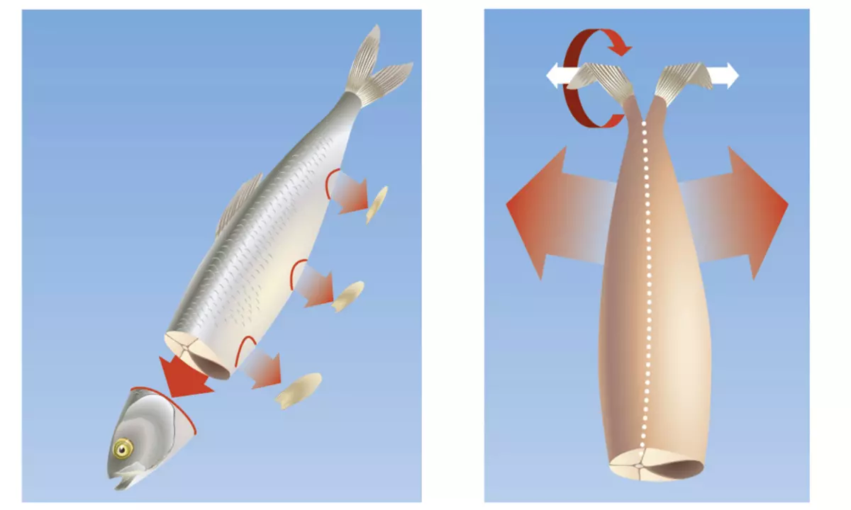 Ako uložiť sleďa z kostí: krok za krokom inštrukcie v obrázkoch