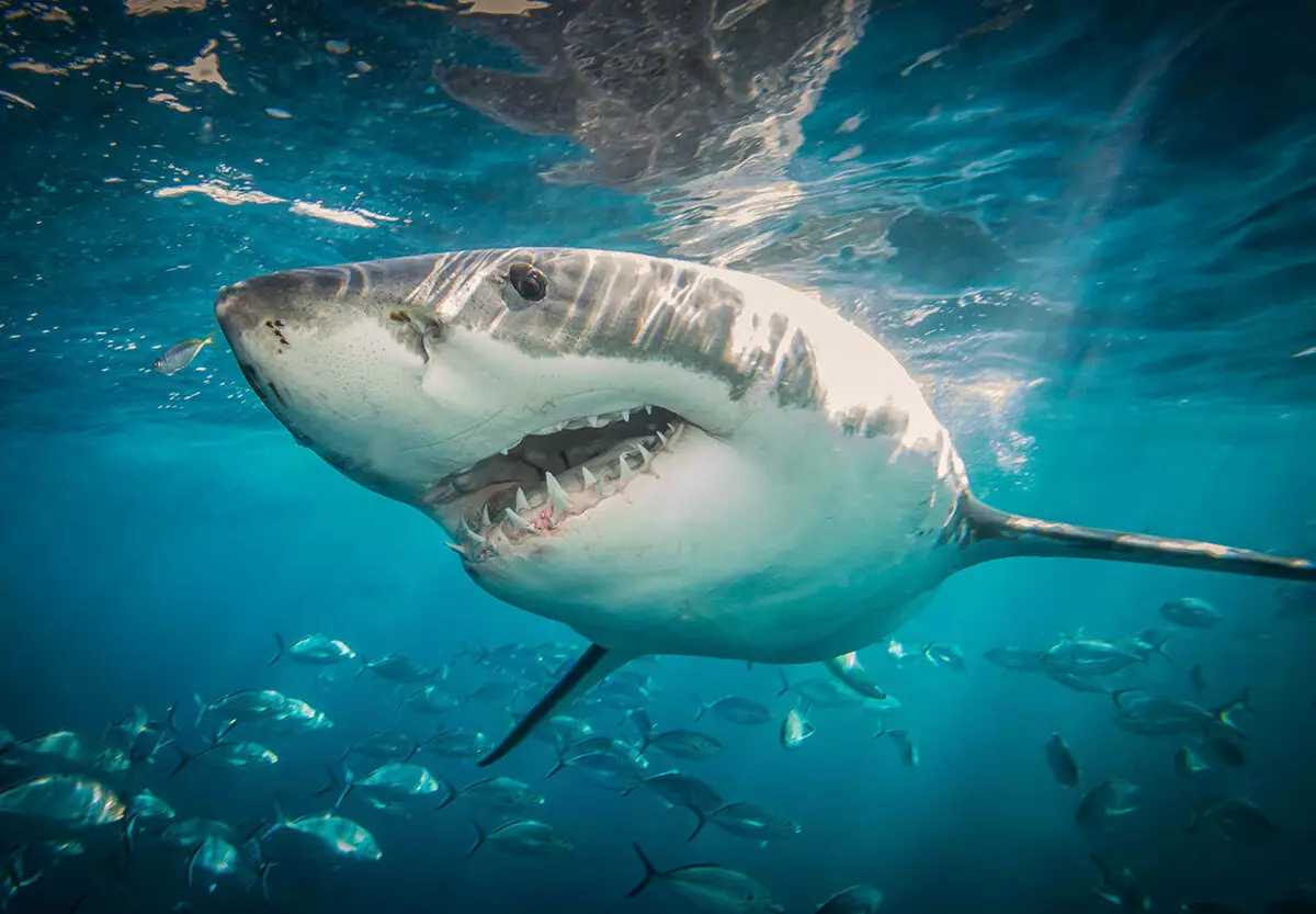 Faʻafefea ona 'ai Shark