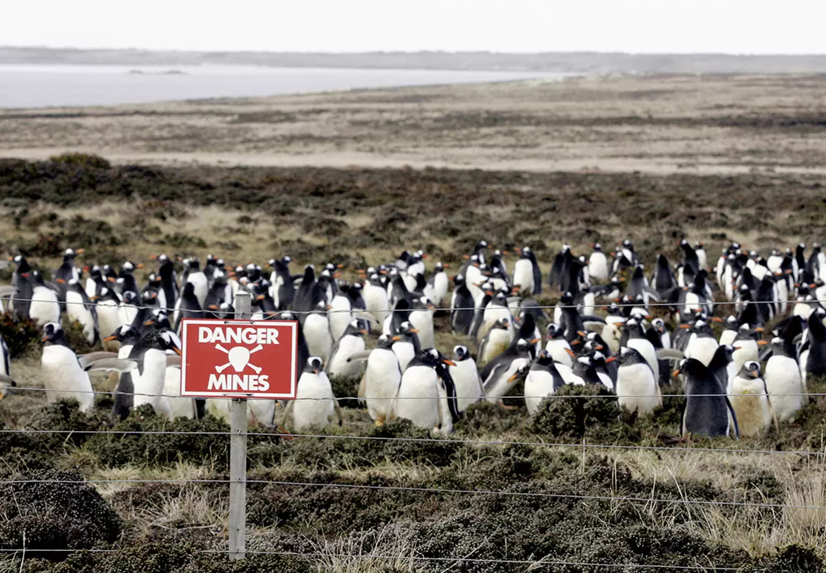 Pinguini pe un câmp de mine: o poveste care se ascunde în spatele unei fotografii