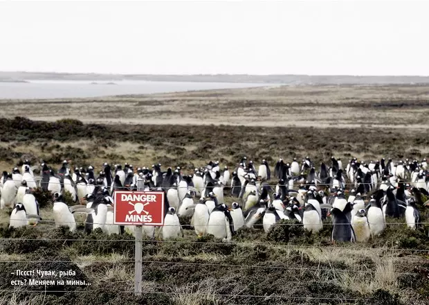 Imaxe №1 - Pinguins no campo de minas: Historia escondido detrás da fotografía