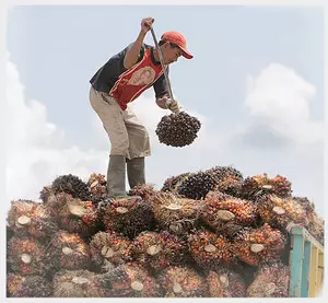 Photo number 2 - Critical oil: myths and truth about palm oil