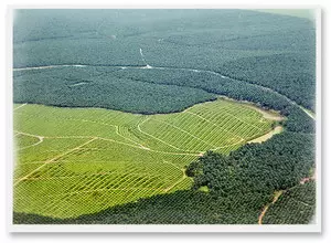 Foto Número 6 - Petróleo crítico: mitos e verdade sobre o aceite de palma