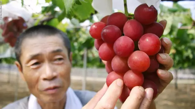 Treat: the most expensive grapes in the world that costs 11,000 dollars for a bunch