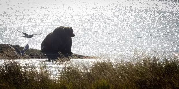 Meet: Holly - Perhaps the most fastened bear in the world (photo and video)