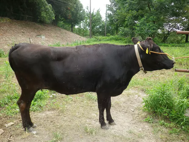 Foto číslo 3 - potvrdil teorii o tom, proč zebram pruhy (potvrzeno na kravách)