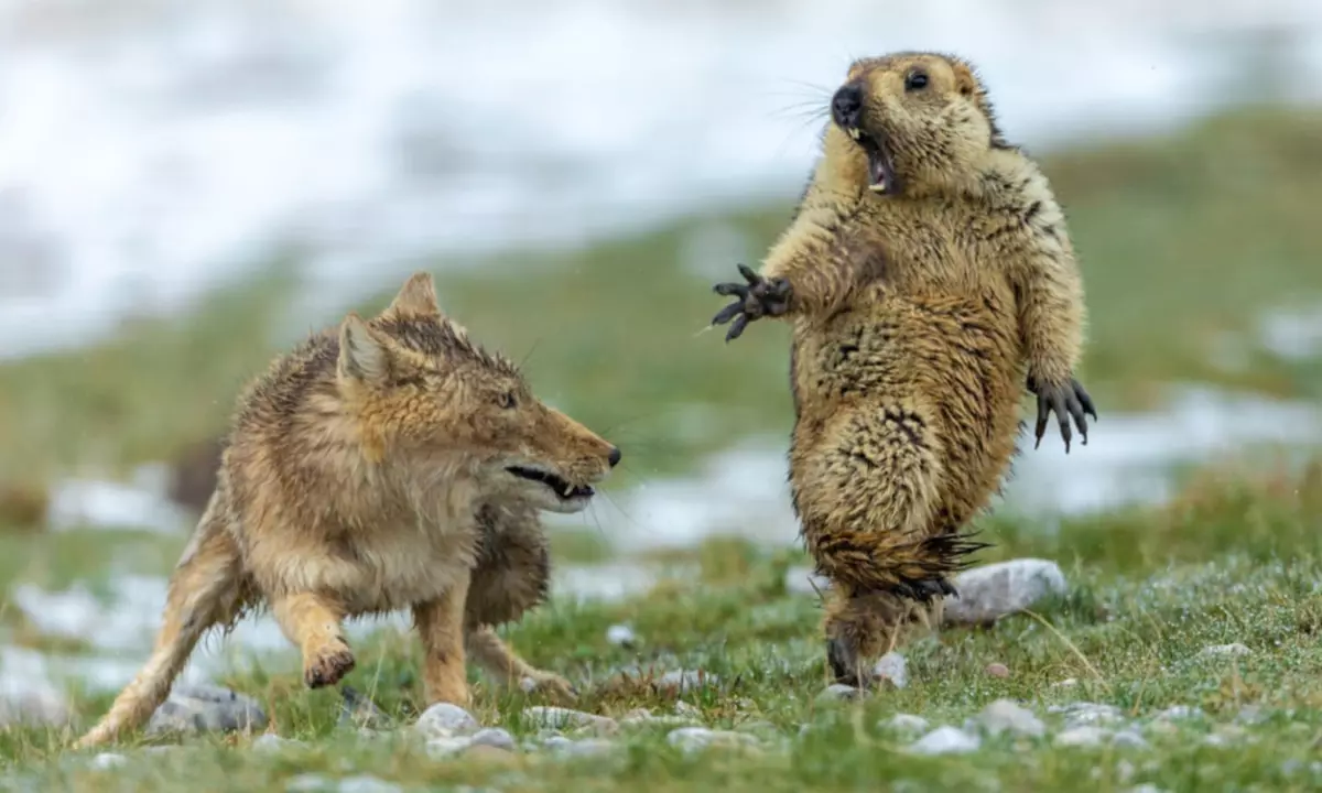 Finalists Samkeppni Myndir Wildlife Wildlife Ljósmyndari ársins 2019 (Gallerí)