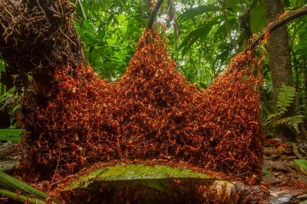 Finalistas Competición Fotos Fotógrafos da vida salvaxe da vida salvaxe do ano 2019 (galería) 24067_14