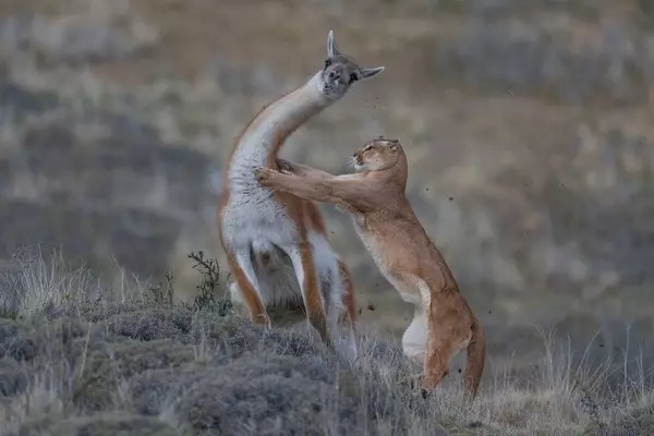 Finalis Kompetisi Foto Wildlife Fotografer Margasatwa Tahun 2019 (Galeri) 24067_2