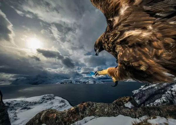 Finalisti Competition Photos Wildlife Wildlife Photographer of the Year 2019 (Galleria) 24067_5