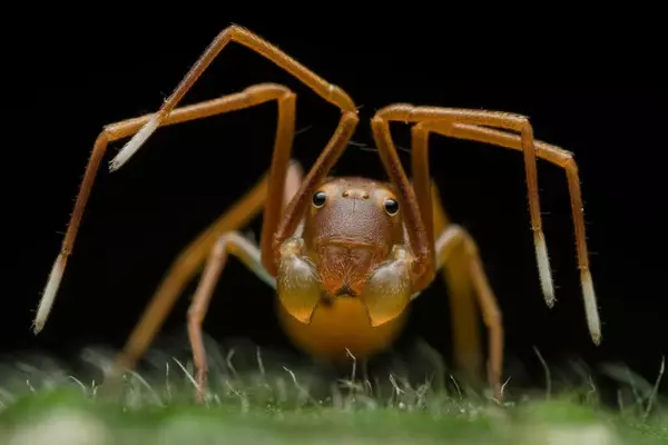 Finalis Kompetisi Foto Wildlife Fotografer Margasatwa Tahun 2019 (Galeri) 24067_9