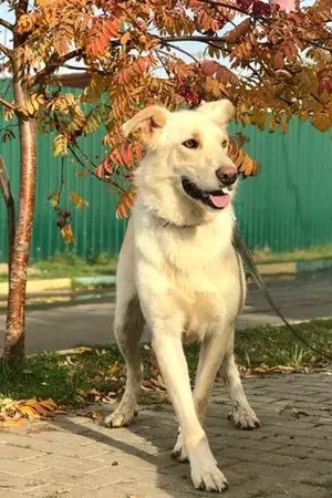 FOTO №4 - Kotopijska sedmica: mačji pištolj i pas Livadia