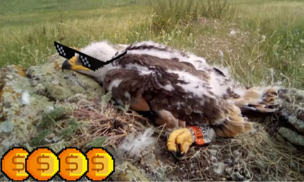 Steppe Orlitz eyðilagði nánast rússneska ornithologists með esemaschi frá reiki