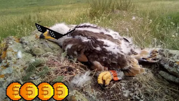 Foto №1 - Steppe Orlitsa har praktiskt taget ruinerade ryska ornitologer av esemashi från roaming