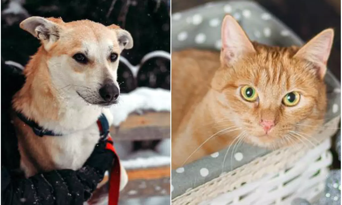 Bottop der Woche: Dajiki Hund und Katze Daikiri