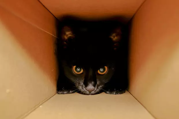 Photo number 1 - Physics stated that they found a way to solve the Paradox of Cat Schrödinger