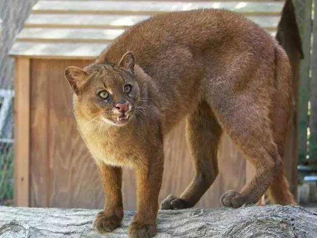 Uimhir Photo 2 - An cailín a bhailigh an cailín suas ar shráid piscín gleoite gan dídean, agus d'éirigh sé as a bheith ina jaguarundi fiáin (físeán)