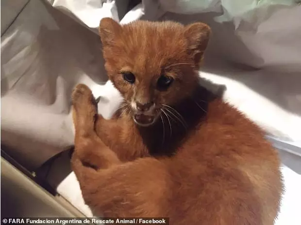 Foto número 3: la noia va recollir al carrer d'un bon gatet sense llar, i va resultar ser salvatge Jaguarundi (vídeo)