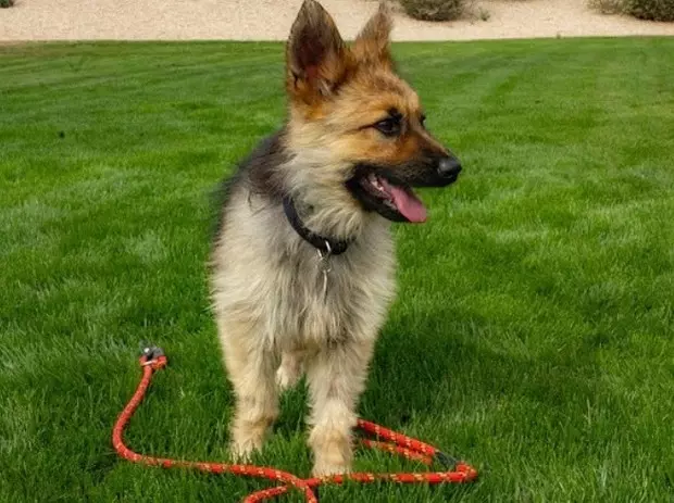 Photo №1 - Hund, der wie ein Welpe aussieht, obwohl er zwei Jahre alt ist