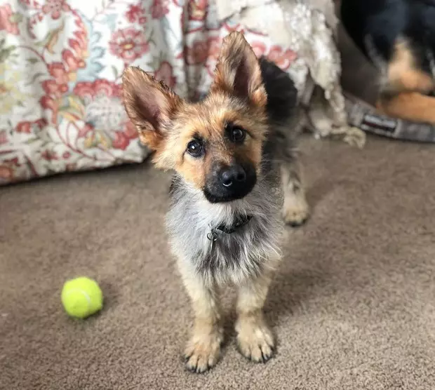 Photo №2 - Hund, der wie ein Welpe aussieht, obwohl er zwei Jahre alt ist